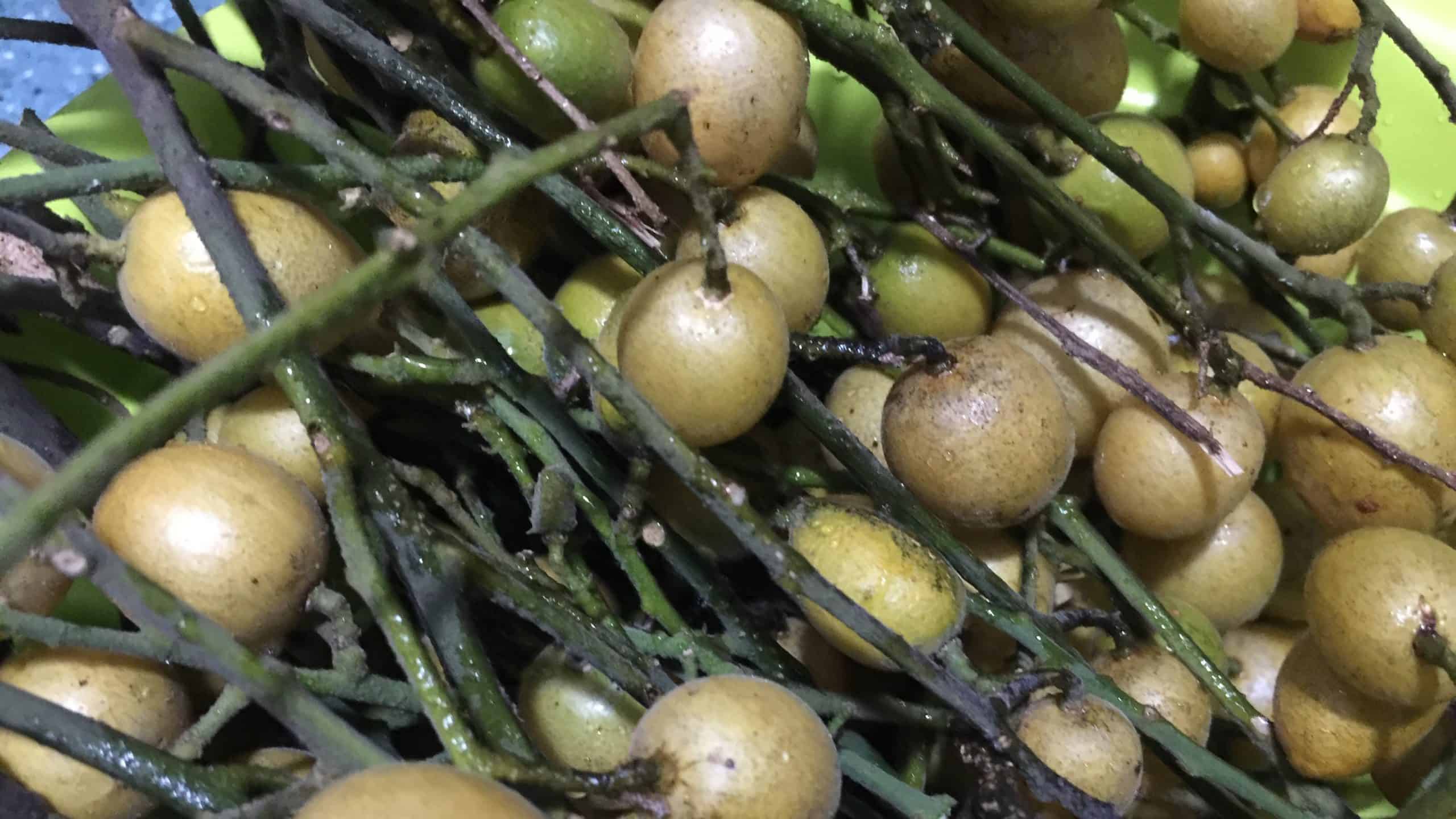 The Wampi Harvest - BMW